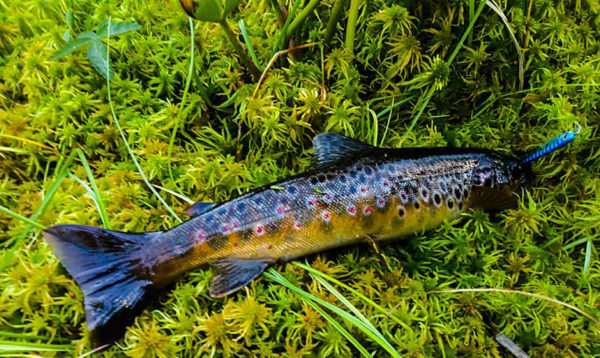 Pêcher les salmonidés en Laponie Suédoise. | Truite et Ombre.com